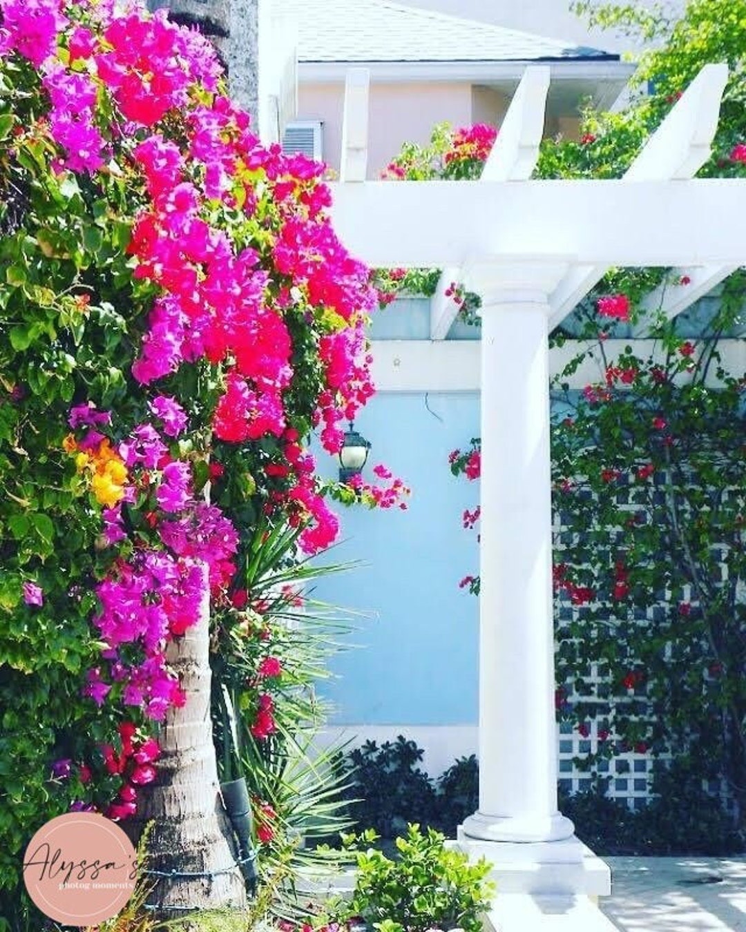 Floral Prints, Flowers, Nassau, Bahamas, Island, Digital Art, Digital ...