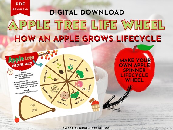 Apple Tree Lifecycle Lesson Apple Life Cycle Wheel Apple - Etsy