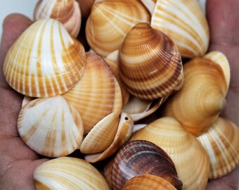 Bittersweet Clam | Etsy