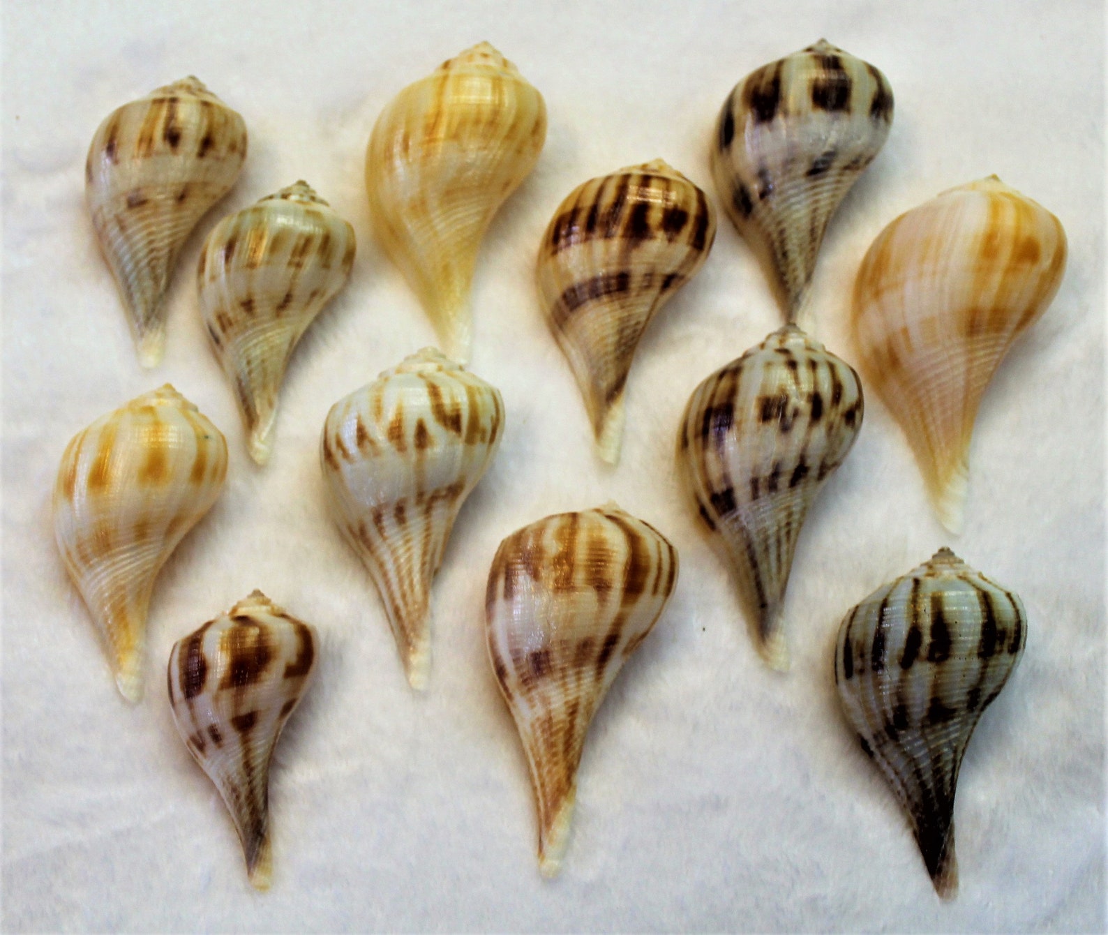 12 Assorted Pear Whelk Shells Polished | Etsy