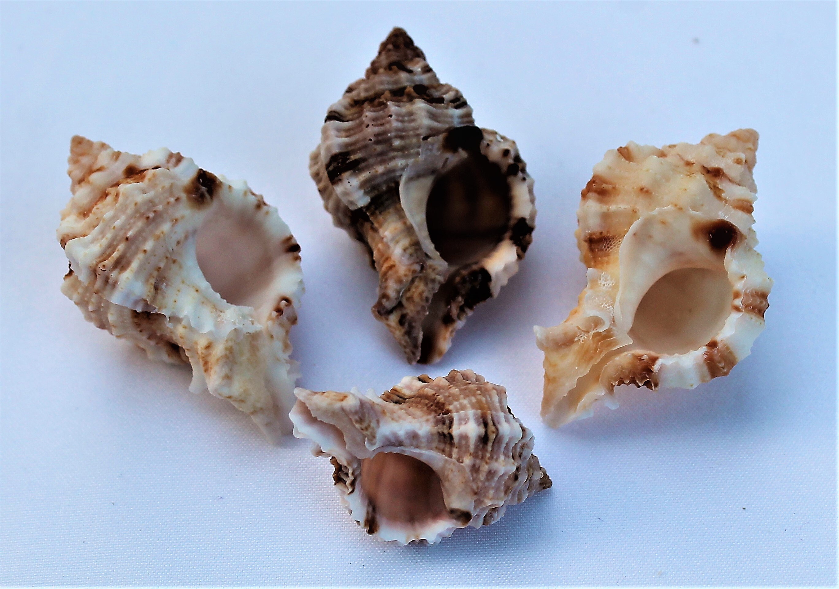 12 Apple Murex Shells Assorted Sizes - Etsy