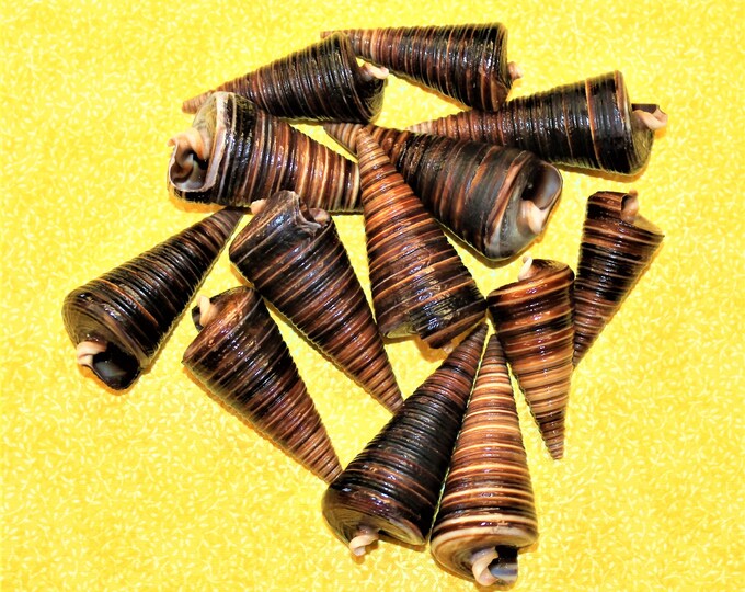 12+ Assorted Telescopium Shells - Etsy