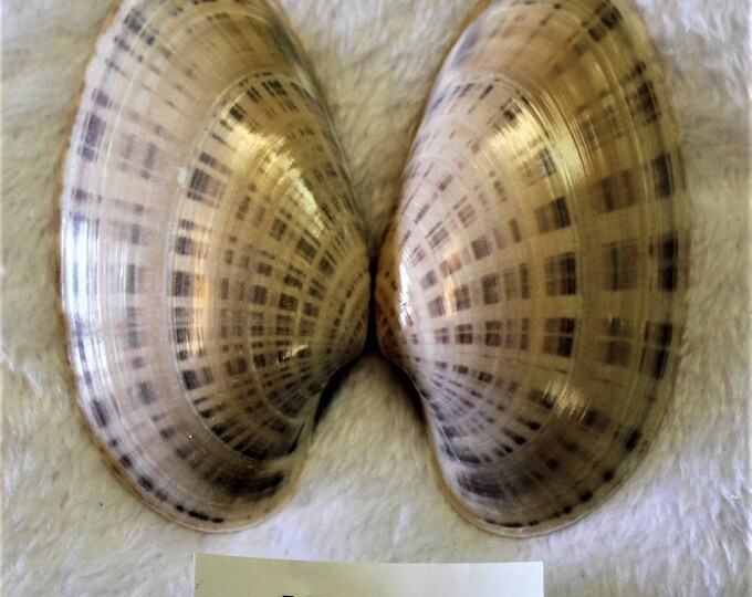 12 PAIRS 23 Sunray Venus Clam Shells - Etsy