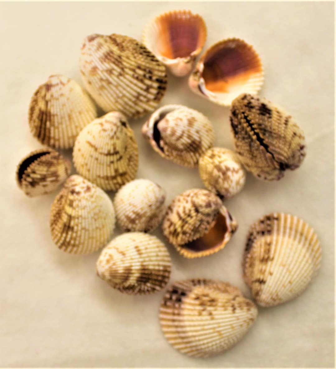 12 PAIRS Rough Prickly Cockle Shells - Etsy