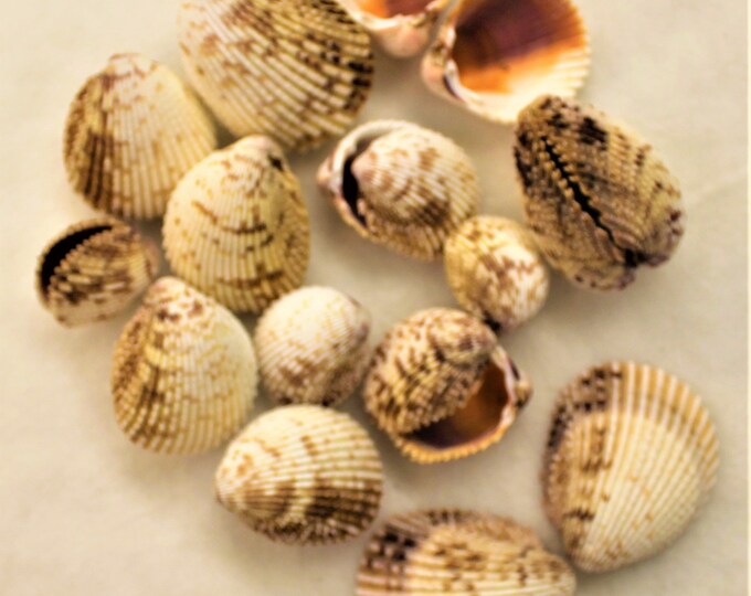 12 PAIRS Rough Prickly Cockle Shells - Etsy