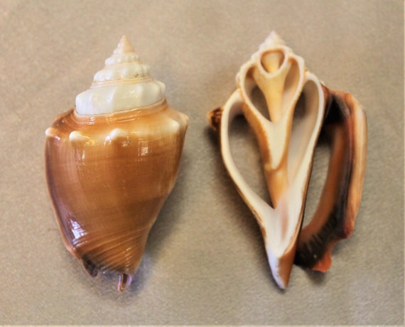12 Center Sliced Fighting Conch Shells average Length - Etsy New Zealand