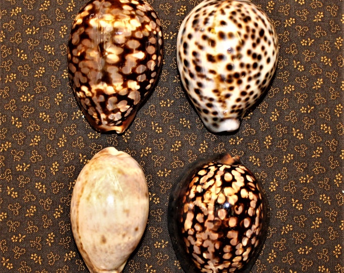 4 Assorted Large Cowrie Shells #5 - Deceptive Cowrie, Tiger Cowrie ...