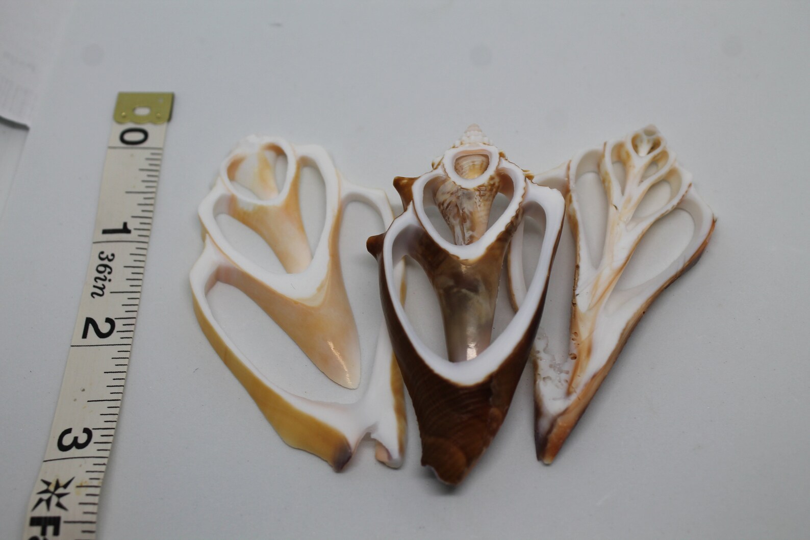 12 Center Sliced Fighting Conch Shells average Length - Etsy New Zealand