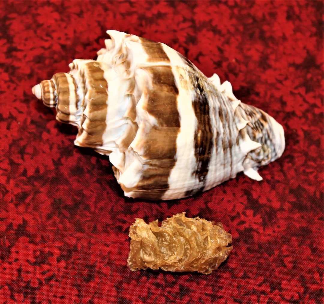 King's Crown Shell With Egg Case 3 - Etsy