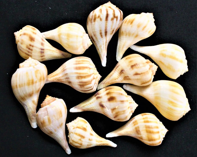 12 Assorted Pear Whelk Shells - Etsy