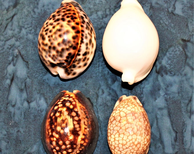 4 Assorted Large Cowrie Shells 4 Tiger Cowrie, Egg Cowrie, Humpback ...