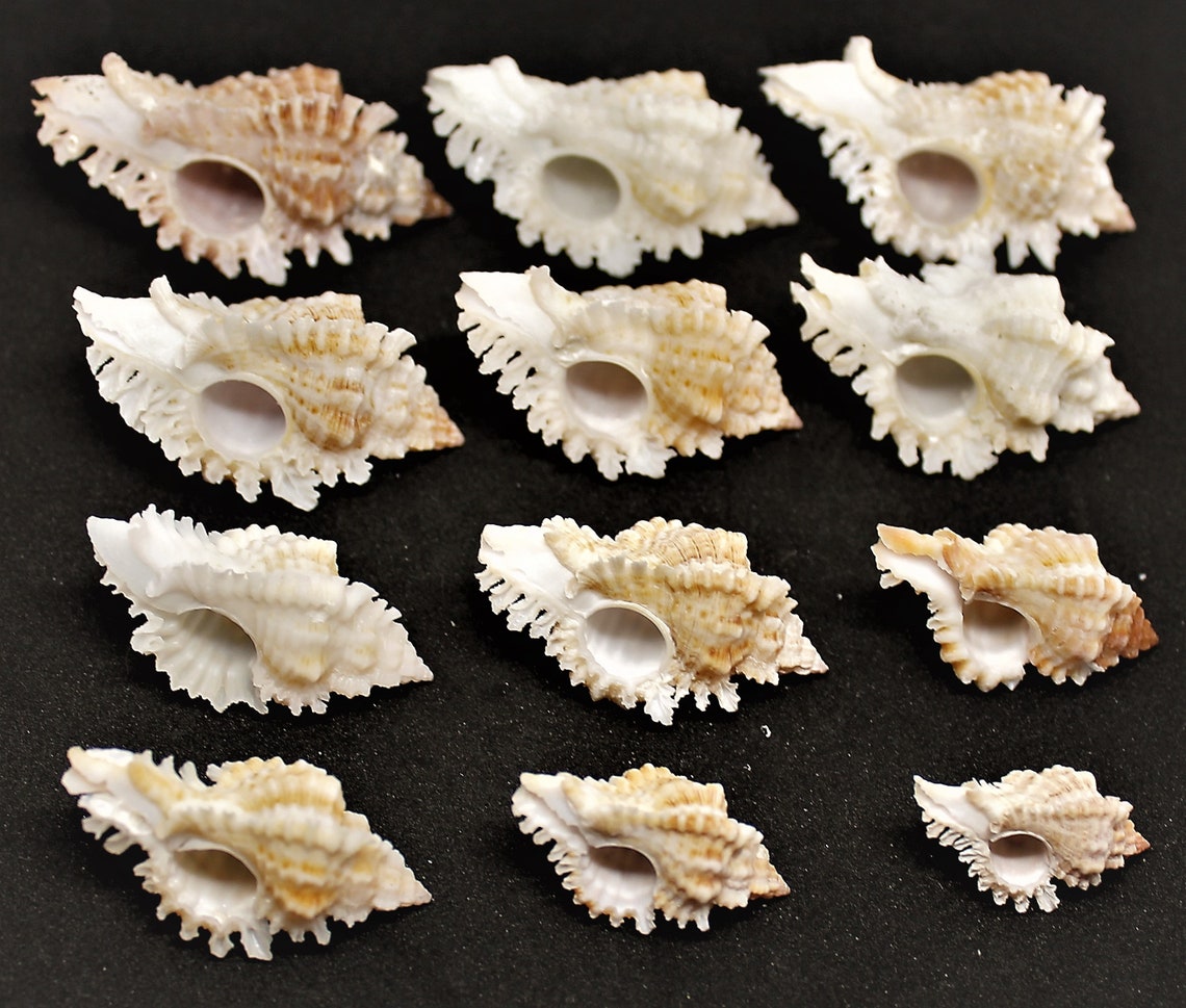 12 Lace Murex shells 1.252.25 | Etsy