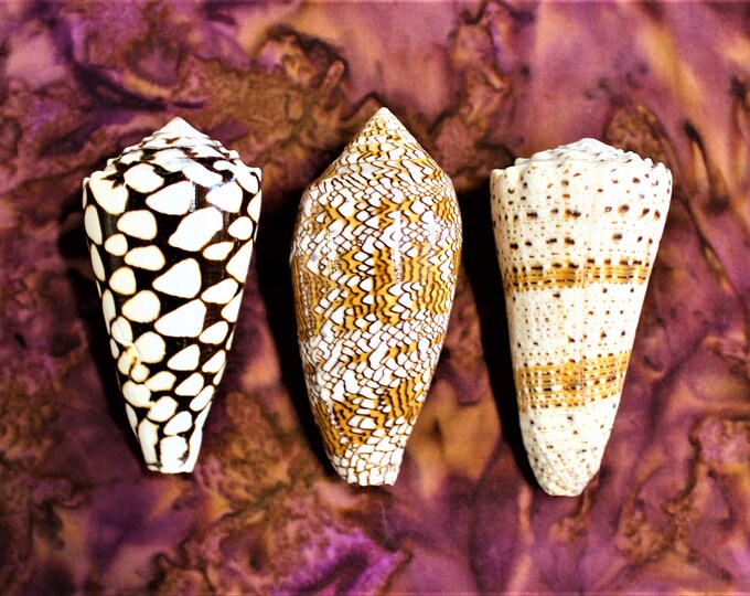 3 Imported Cone Shells 1 - Etsy