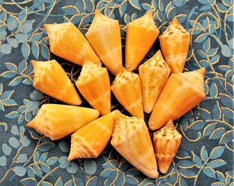 Florida Cone Shells - Etsy