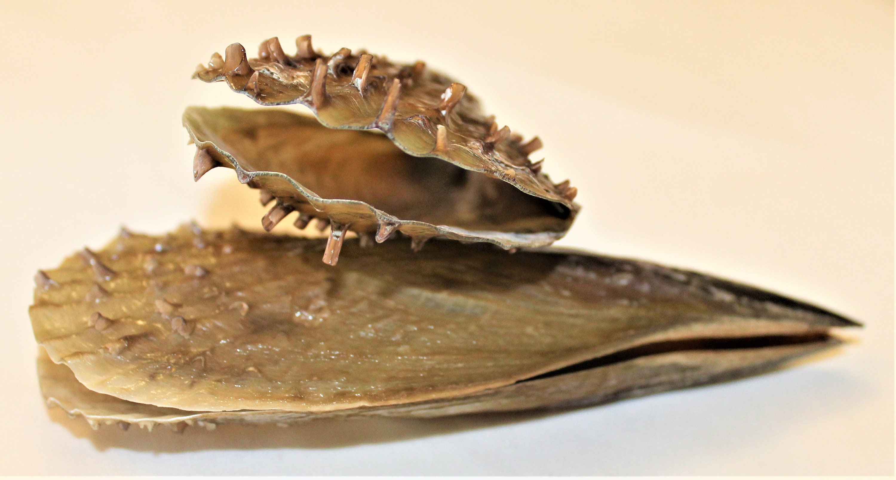 Florida Rough Pen Shell