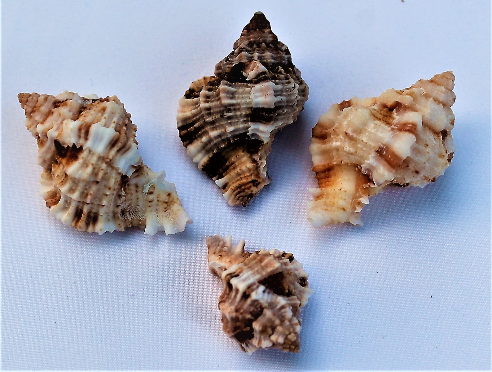 12 Apple Murex Shells Assorted Sizes - Etsy