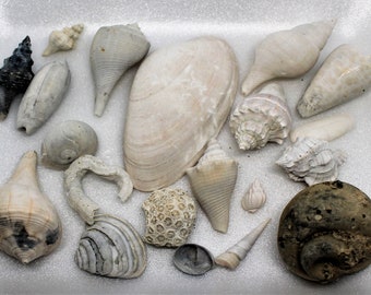 Fossil Seashells | Etsy