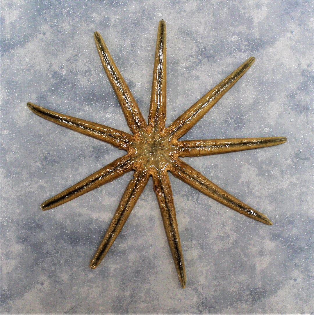XL 9-arm Starfish Fully Preserved and Sealed in Acrylic - Etsy