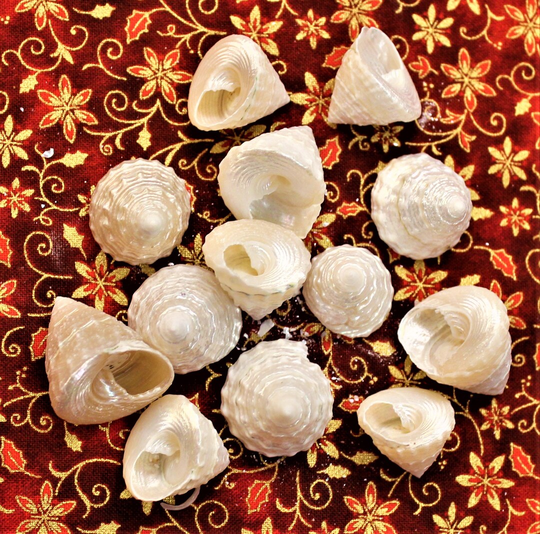 1 Dozen Pearled Trochus Maculatus - Etsy