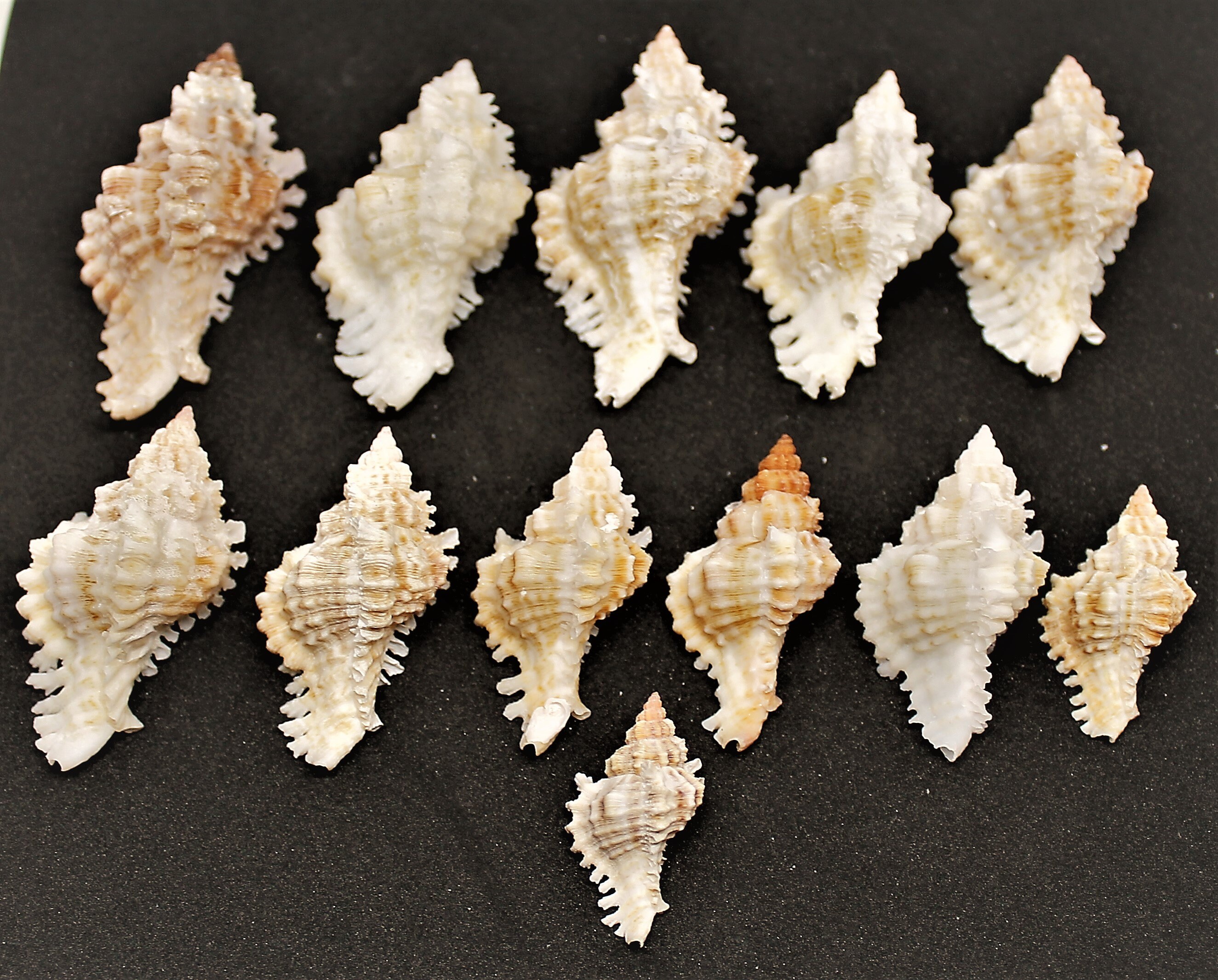 12 Lace Murex shells 1.252.25 | Etsy