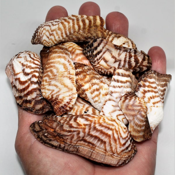 Turkey Wing Shells - Etsy