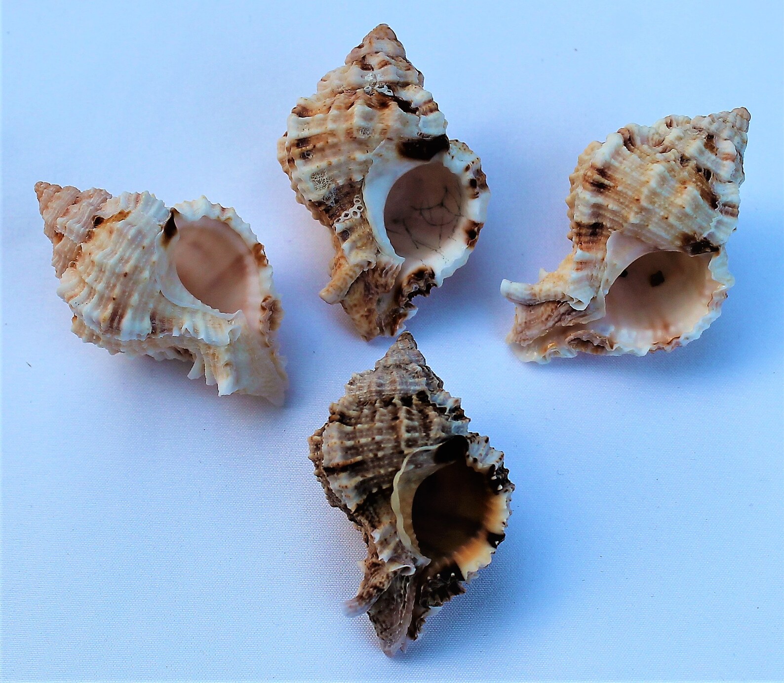 12 Apple Murex Shells Assorted Sizes - Etsy