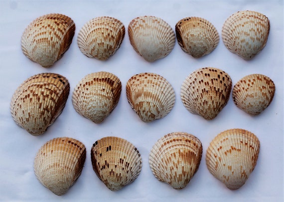 1 Dozen 23 Giant Atlantic Heart Cockles - Etsy