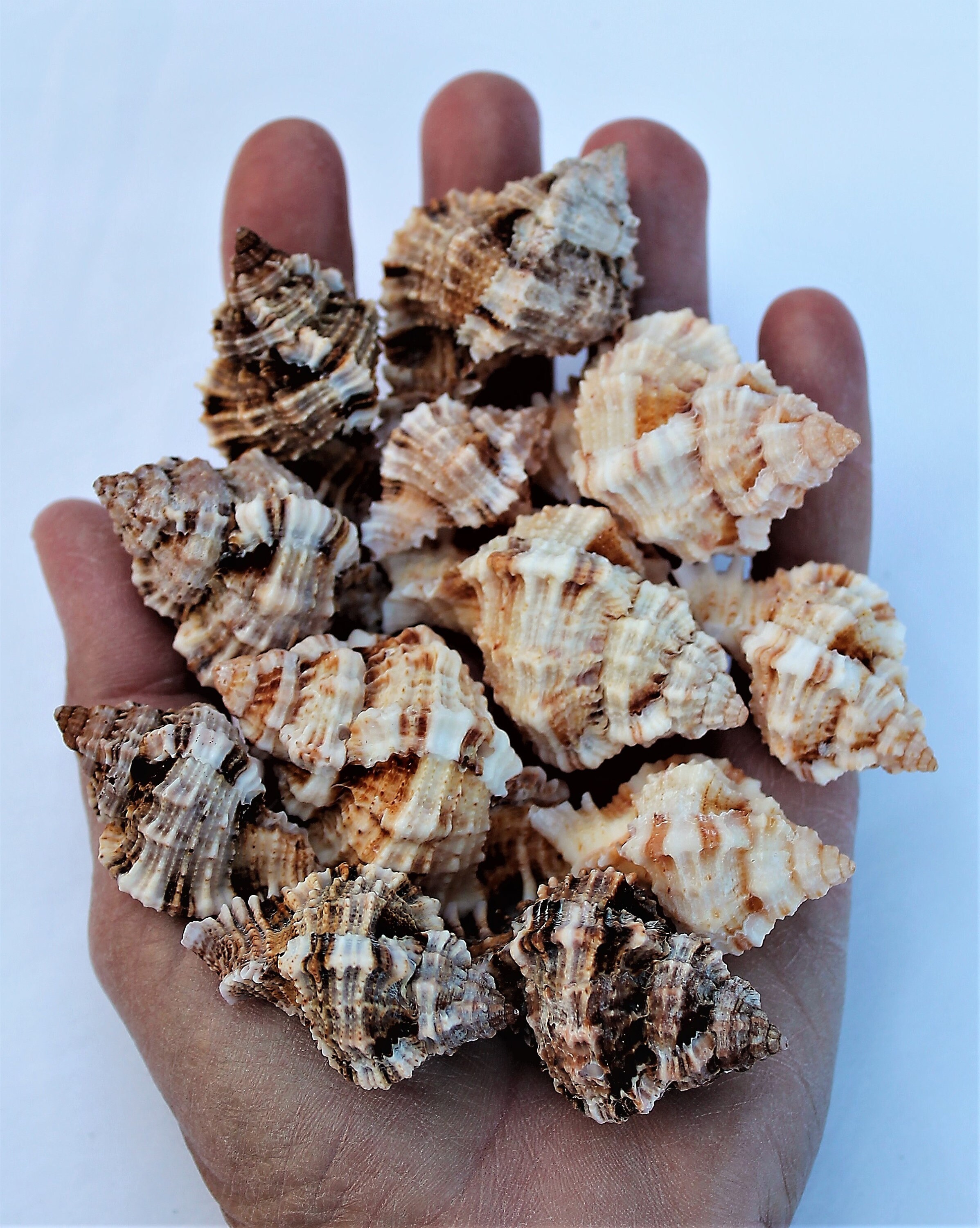 12 Apple Murex Shells Assorted Sizes - Etsy