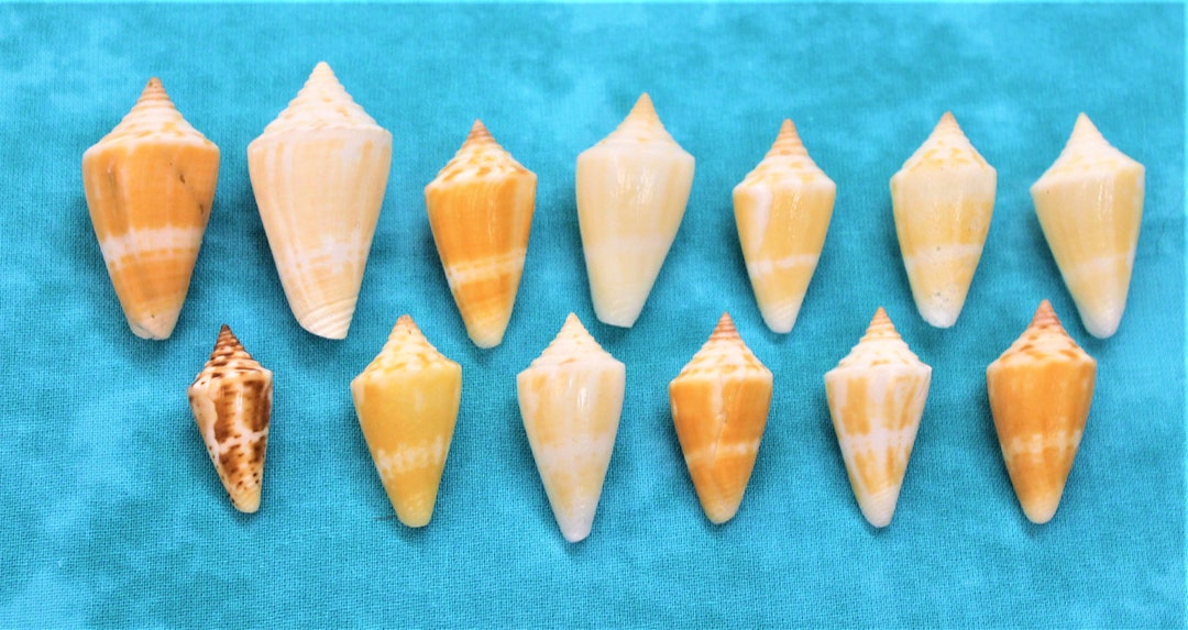 12 Assorted Florida Cone Shells - Etsy