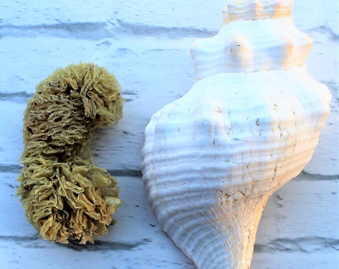Florida Horse Conch Egg Case Full of Baby Conchs - Etsy