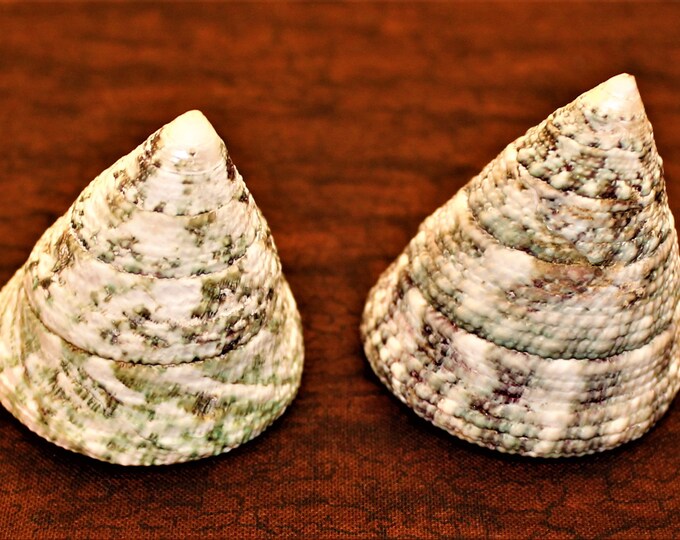 2 Natural Green Trochus Maculatus Shells 2 - Etsy