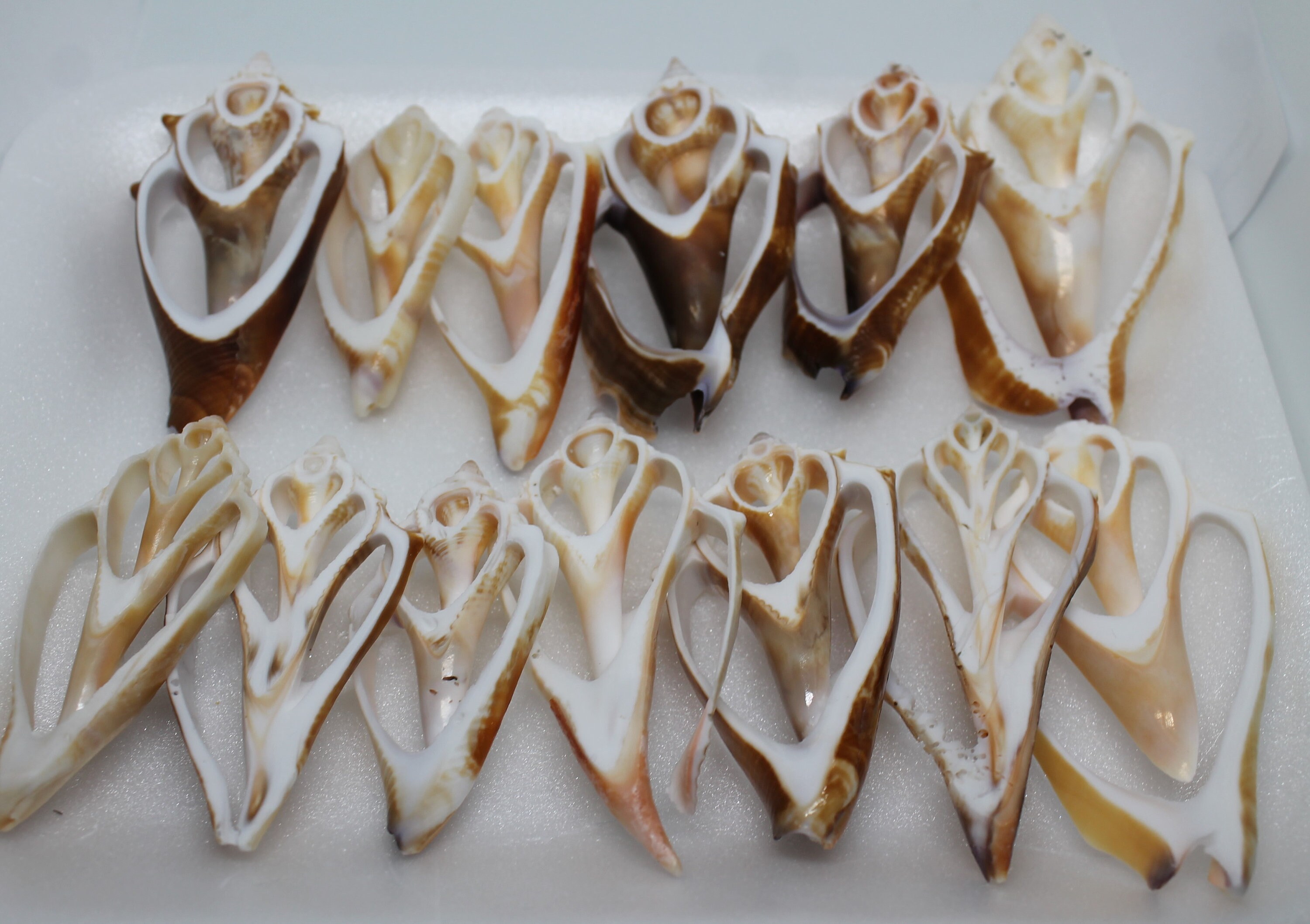 12 Center Sliced Fighting Conch Shells Average length | Etsy