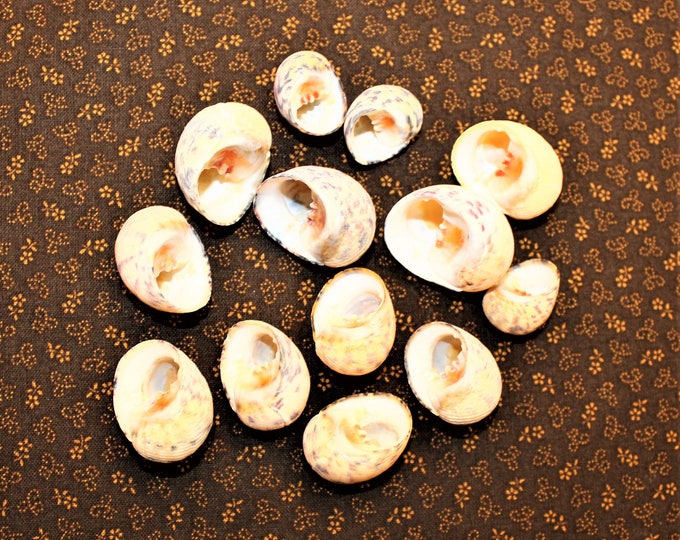 1 Dozen Assorted Bleeding Teeth Nerites - Etsy