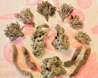 Small Sea Sponges - Etsy