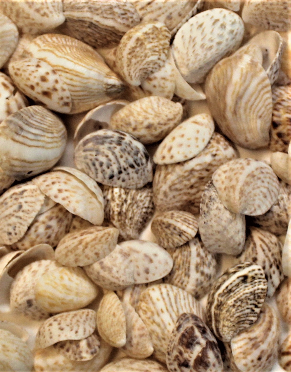 Paper, Party & Kids Shells Spotted Slipper Shells 100+ etna.com.pe