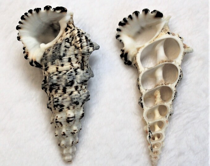 12 Assorted Center Sliced Large Knobby Cerithium Shells 3 4 - Etsy