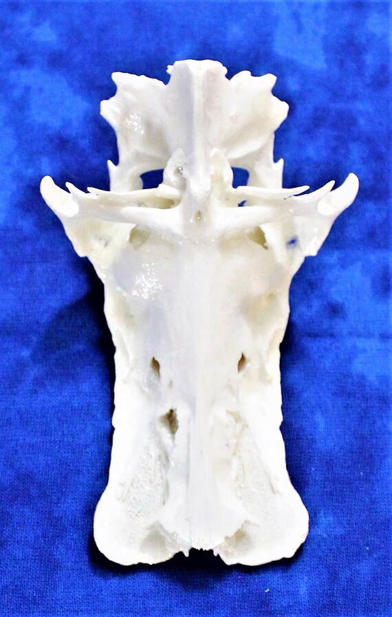 Large 3 Preserved Crucifix Fish with Legend of | Etsy