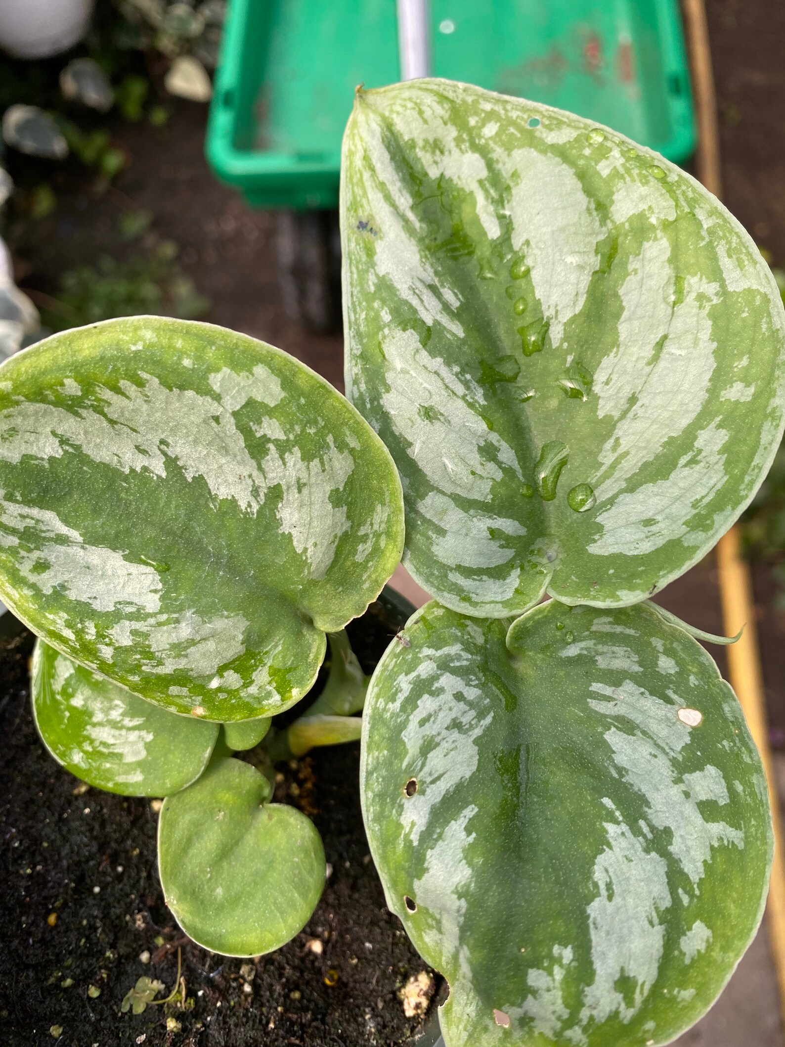 Scindapsus Pictus Exotica | Etsy