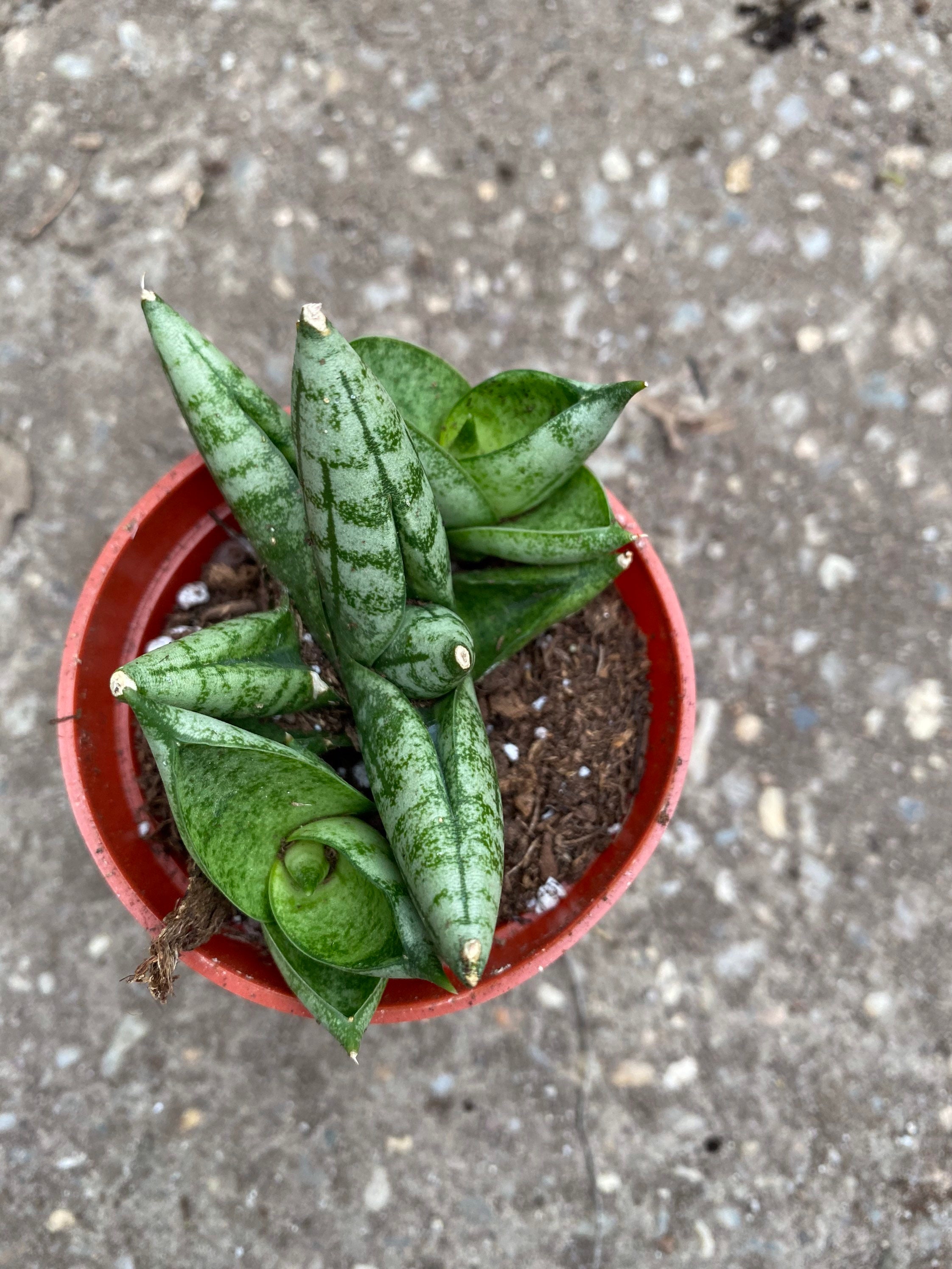Sansevieria Boncel