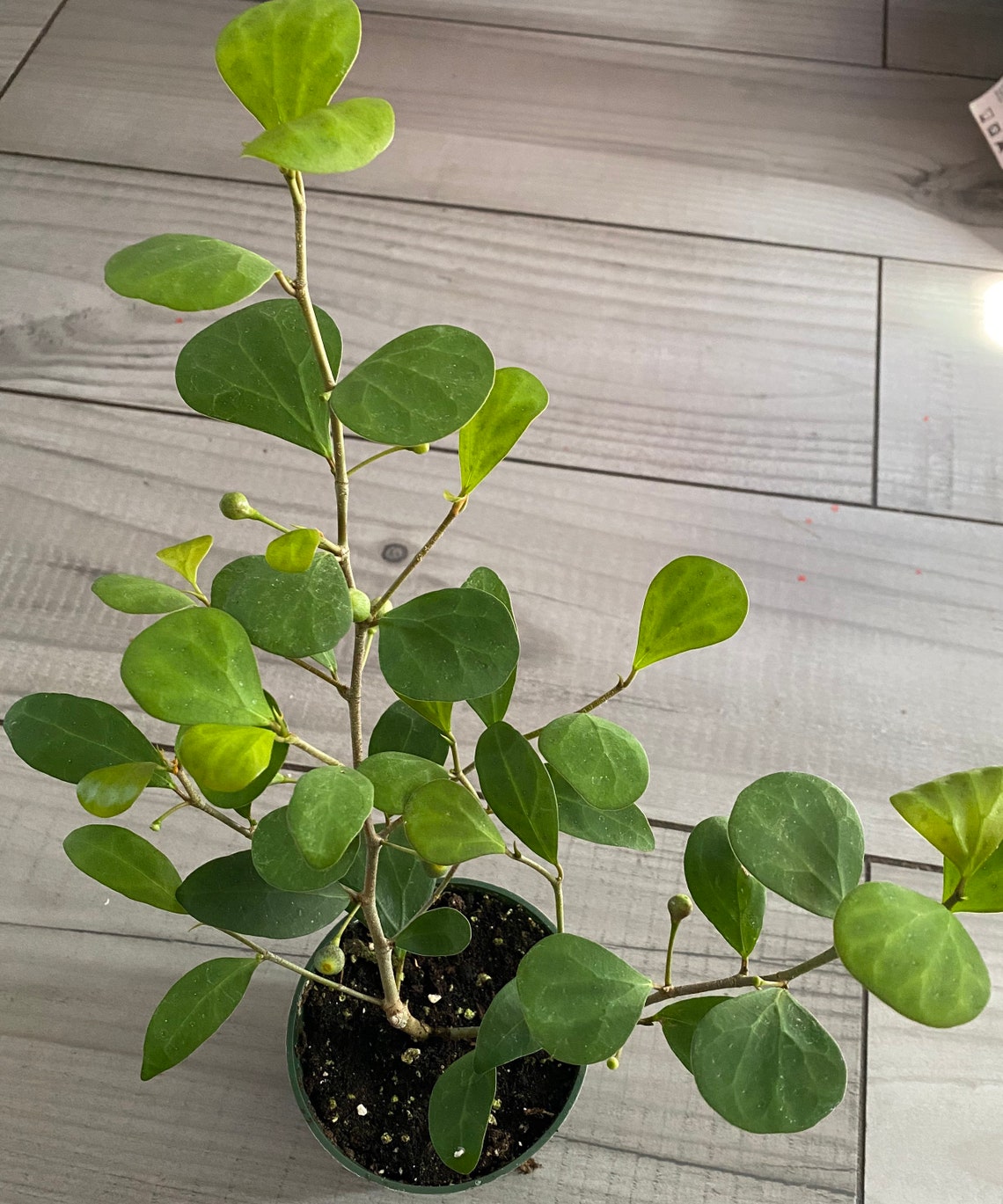 Ficus deltoidea Mistletoe Fig | Etsy