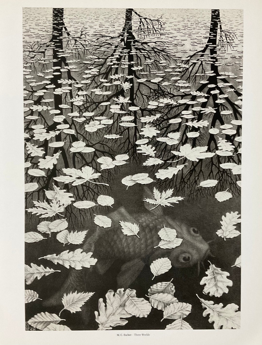 M.C. Escher - Three Worlds - Offset Lithograph Cm 36x28 Limited Edition ...