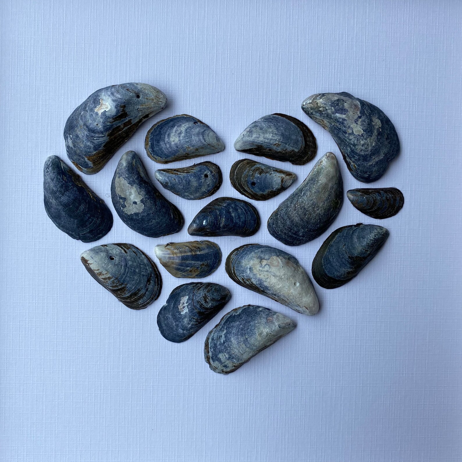 Cornish Helford Mussel Shell Heart Shell Art Picture - Etsy UK
