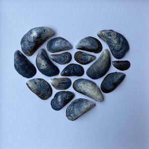 Cornish Helford Mussel Shell Heart Shell Art Picture - Etsy