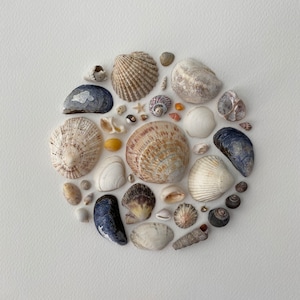 Cornish Shell Art • Coastal Art Picture • Handmade in Cornwall - Etsy