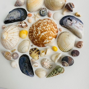 Cornish Shell Art • Coastal Art Picture • Handmade in Cornwall - Etsy
