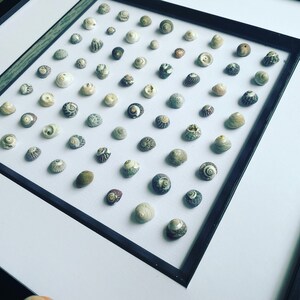 A Cornish Assembly Large Framed Shell Art Picture Periwinkle Shell Art ...