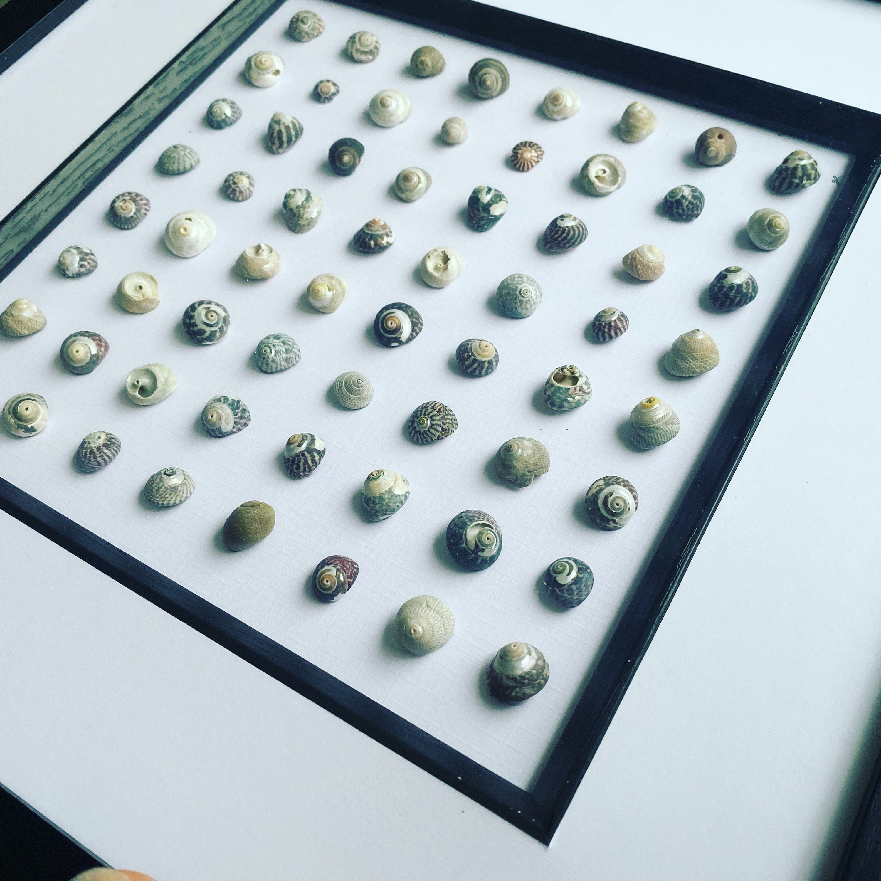 A Cornish Assembly Large Framed Shell Art Picture. Handmade - Etsy