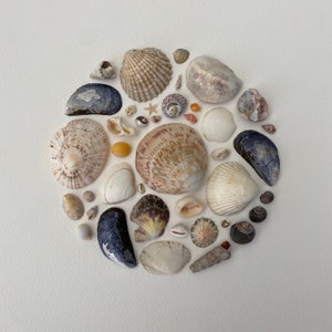 Cornish Shell Art • Coastal Art Picture • Coastal Home Decor • Ocean ...