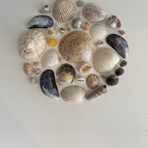 Cornish Shell Art Coastal Art Picture Handmade in Cornwall - Etsy