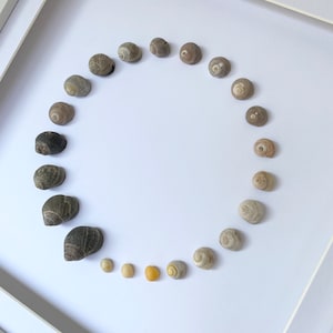 Cornish Shell Art Picture • Periwinkle Art • Handmade in Cornwall - Etsy